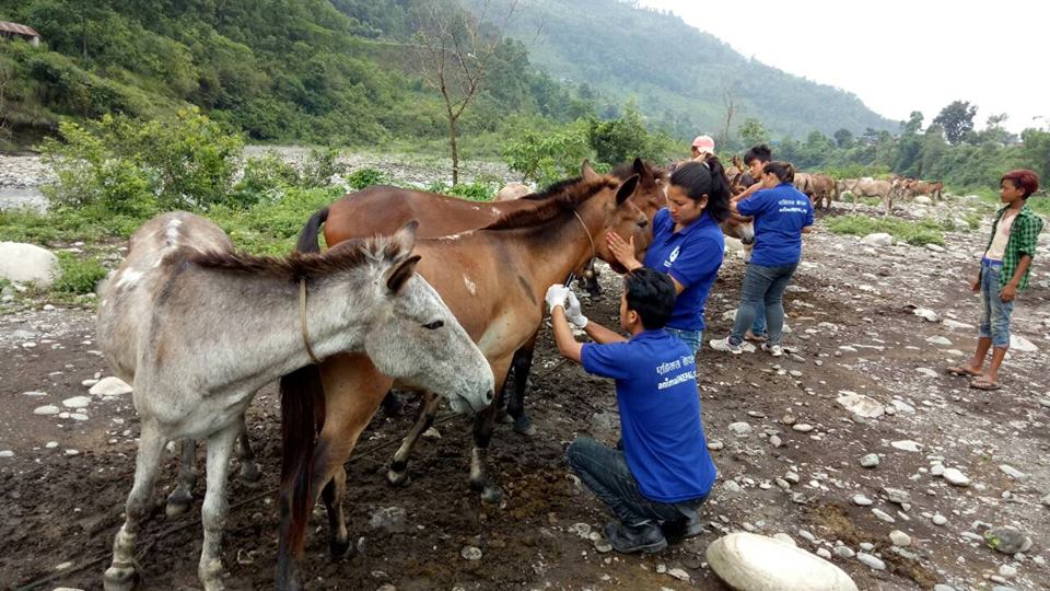 Equine Outreach Program - Animal Nepal : A voice for the voiceless