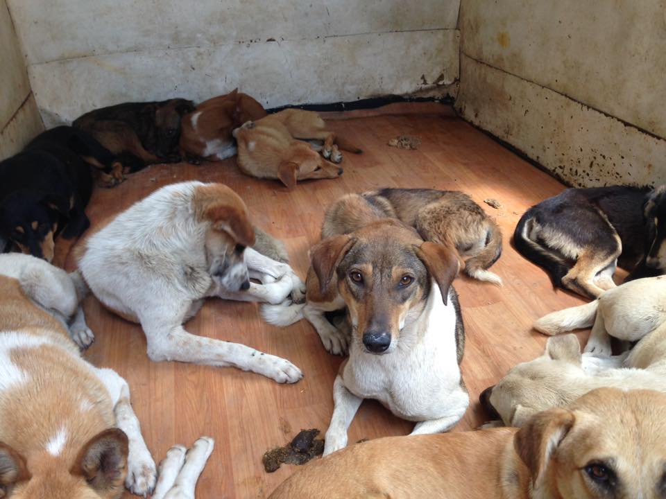 Pashu Kalyan Ka Kura / Conversations about animal welfare - Animal ...